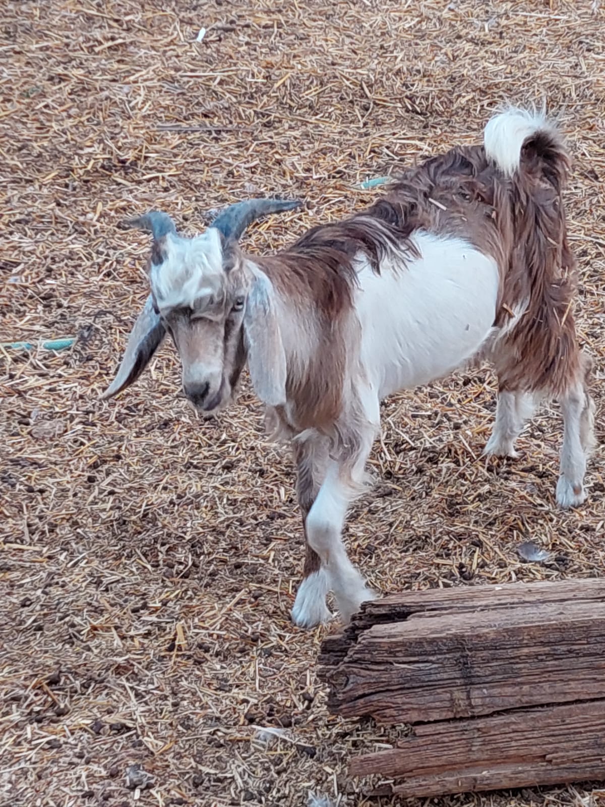 עדר של 12 עיזים